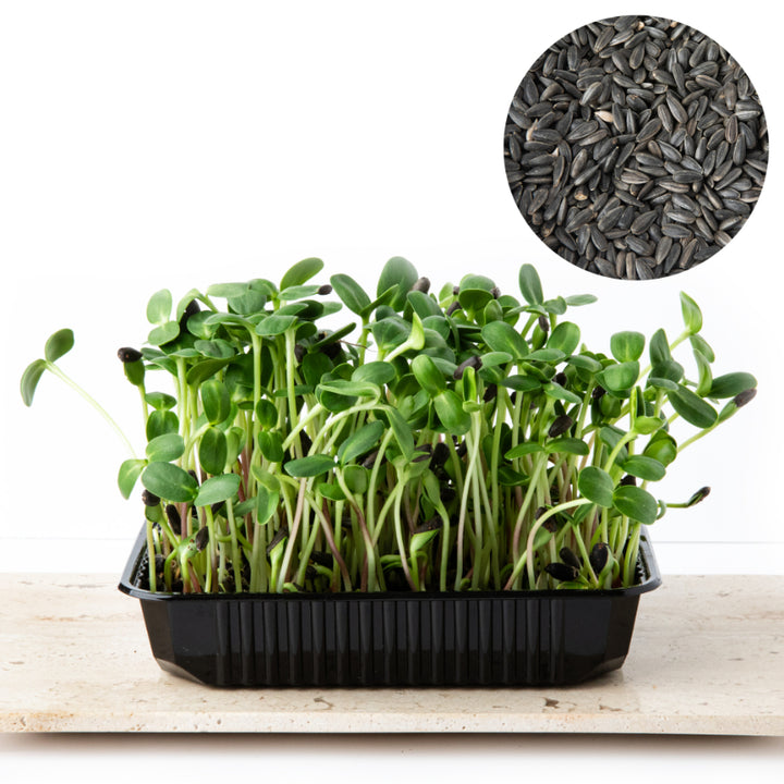 Verdeață Isteață - Kituri și Seminte Microplante