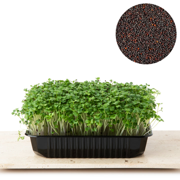 Verdeață Isteață - Kituri și Seminte Microplante