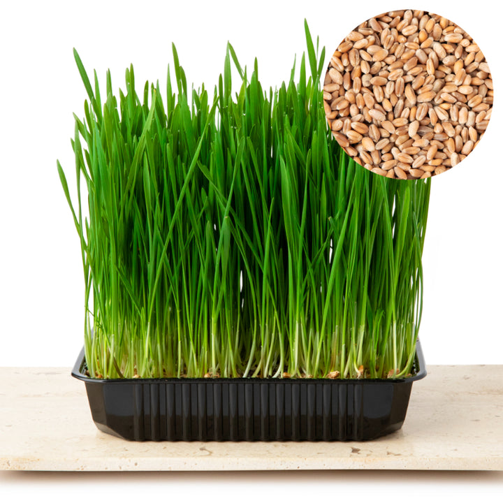 Verdeață Isteață - Kituri și Seminte Microplante