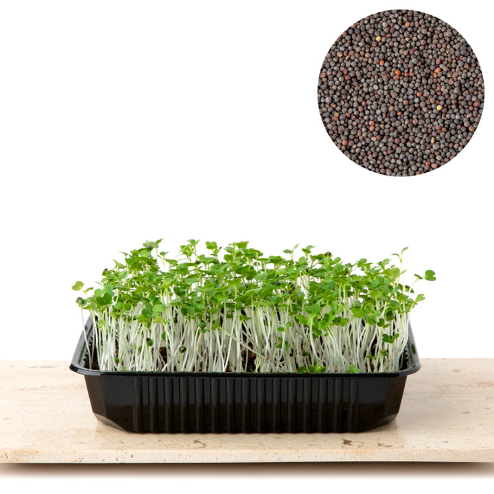 Verdeață Isteață - Kituri și Seminte Microplante