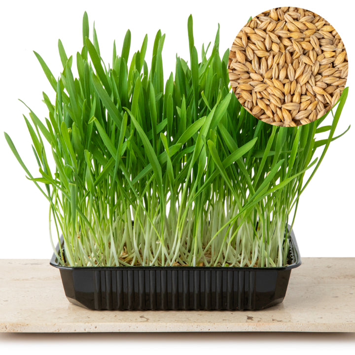 Verdeață Isteață - Kituri și Seminte Microplante