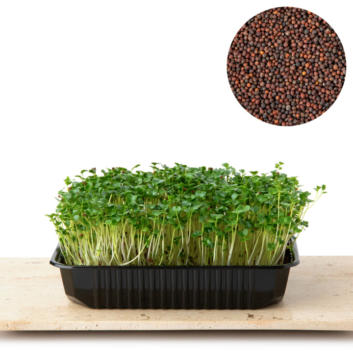 Verdeață Isteață - Kituri și Seminte Microplante