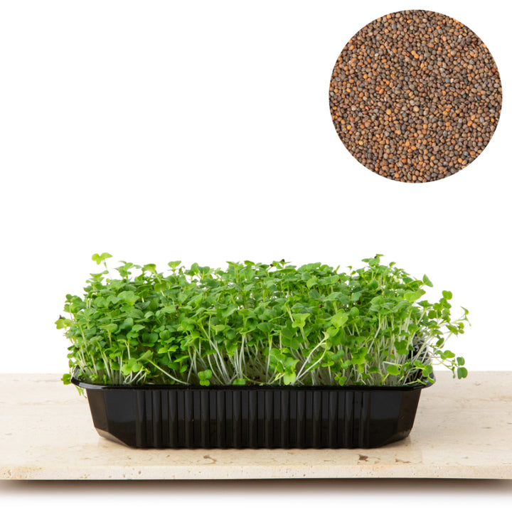 Verdeață Isteață - Kituri și Seminte Microplante
