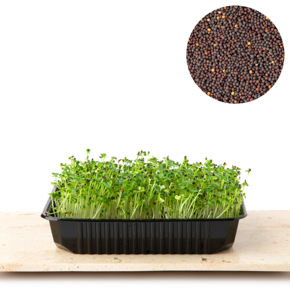 Verdeață Isteață - Kituri și Seminte Microplante