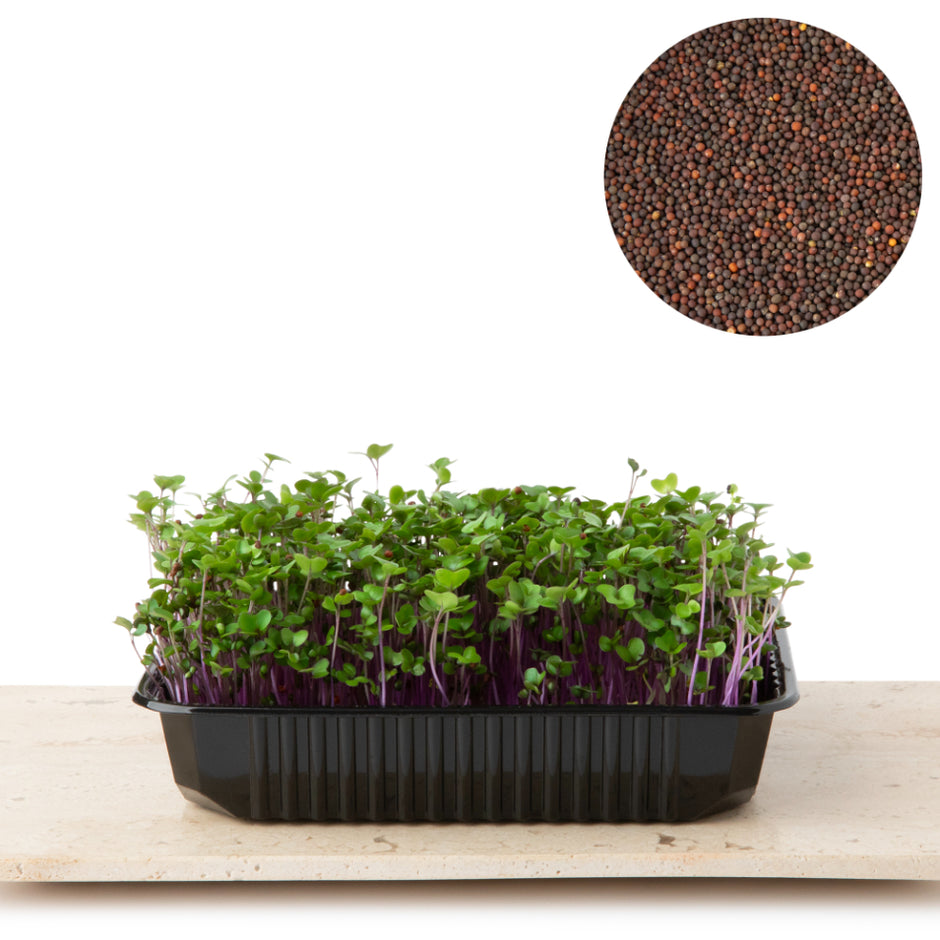 Verdeață Isteață - Kituri și Seminte Microplante