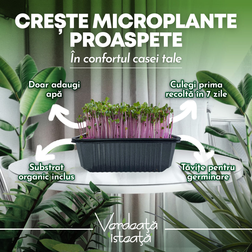 Verdeață Isteață - Kituri și Seminte Microplante